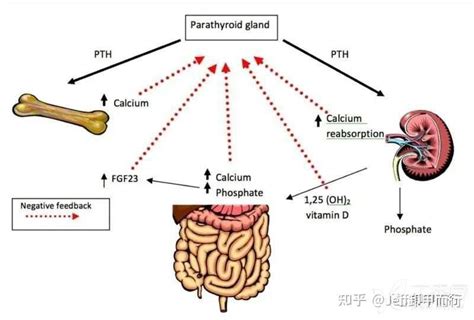 9 25：甲状旁腺（parathyroid Gland）与甲状腺癌 知乎