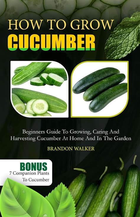 How To Grow Cucumber Beginners Guide To Growing Caring And Harvesting Cucumber At Home And In