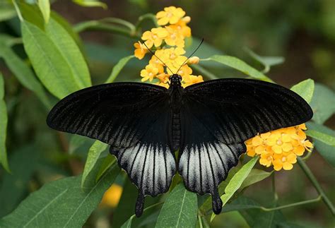 罕见半雌半雄 人妖”美凤蝶：染色体分裂失常新浪图片