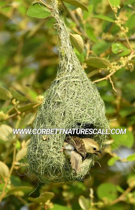 Mohd Kaif Khan On Linkedin Corbettnaturescall