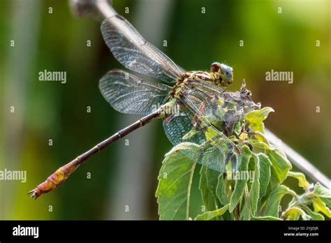 Stylurus Plagiatus Hi Res Stock Photography And Images Alamy