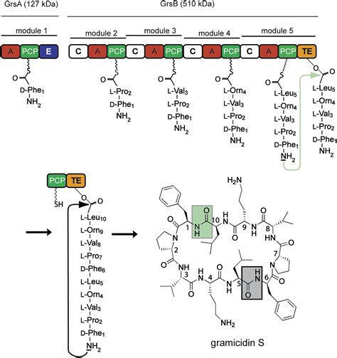 The Iterative Gramicidin S Thioesterase Catalyzes Peptide Ligation And