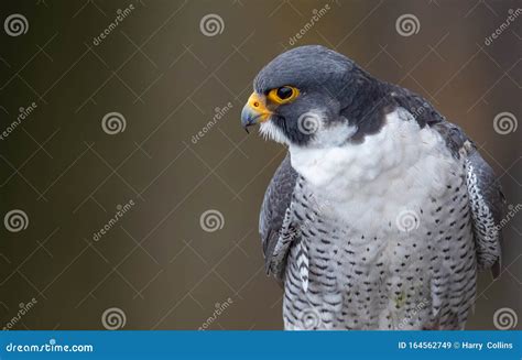 Peregine Falcon Flying Stock Image Image Of Eagle Cliffs 164562749