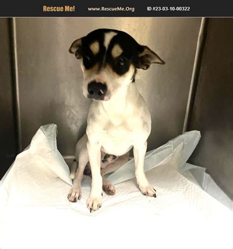 Adopt 23031000322 ~ Rat Terrier Rescue ~ Katy Tx