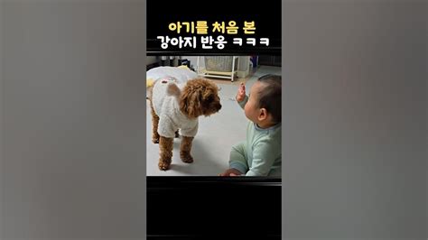 아기를 처음 본 강아지 반응 ㅋㅋㅋㅋ강아지반응 신생아 Youtube