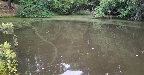 Help With Algae Identification Album On Imgur