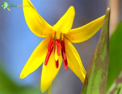 Adders Tongue Flower Erythronium Americanum Wildflower Bioexplorer