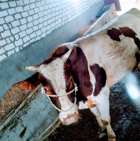 شيف احمد معروف