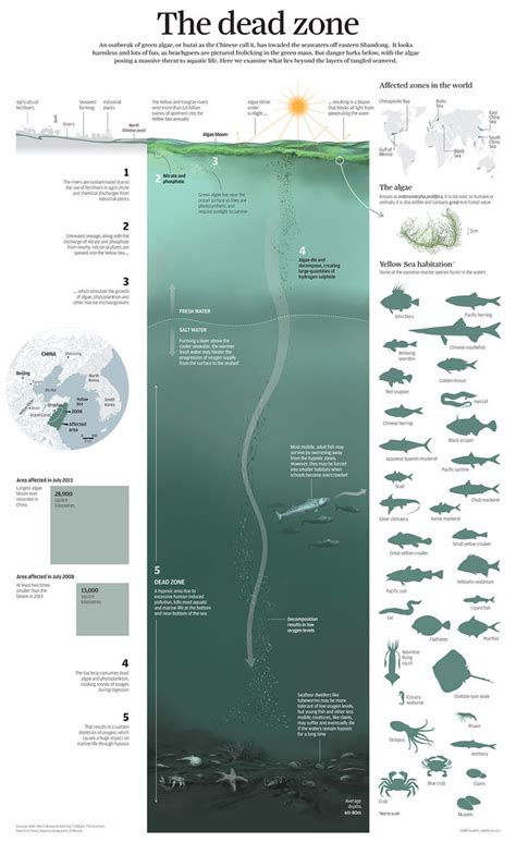 Death Zones Infographic About Deadth Zones In Sea The Pro Flickr