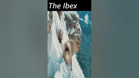 The Ibex Short Factsshorts Facts Viral Shorts Hollywood Movie