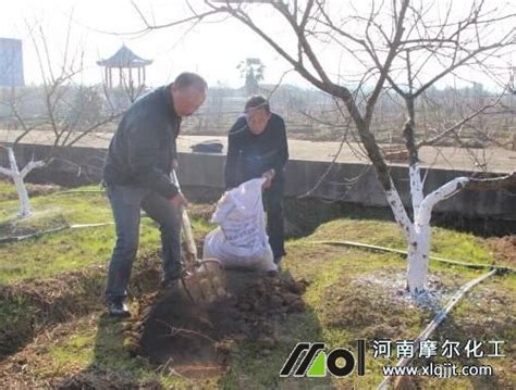 叶面肥可以代替根部施肥吗 怎么正确使用 德国摩尔化工集团