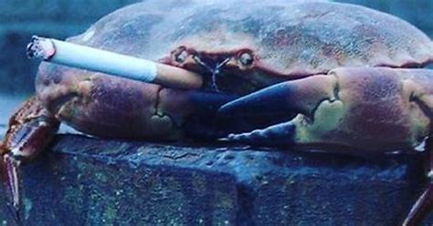 Crab Imgur