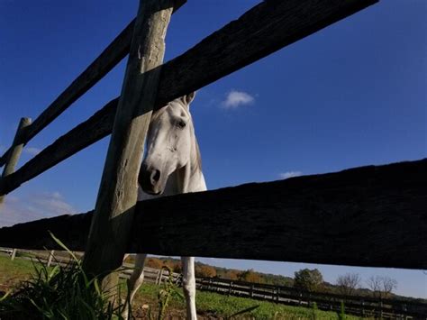 Premium Photo Low Angle View Of A Fence On Field