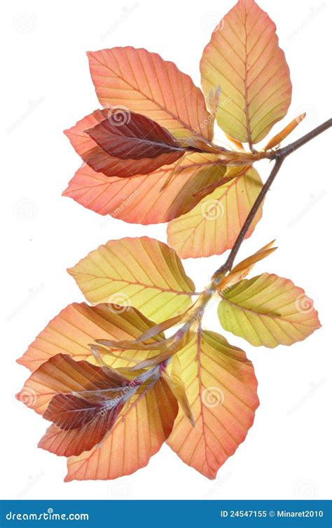 Beech Tree Branch Stock Image Image Of Botanical Beauty 24547155