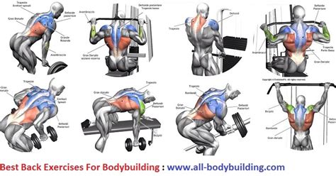 Best Back Exercises For Bodybuilding ~ Multiple Fitness