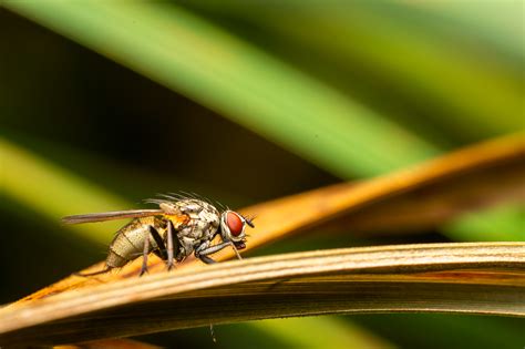 Download Flesh Fly Fly Insect Royalty Free Stock Illustration Image