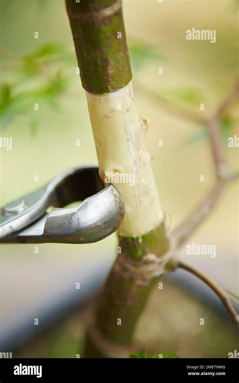 Acer Palmatum Japanese Maple Air Layering Removing Small Section Of Hardwood From Wounded