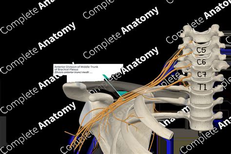 Anterior Division Of Middle Trunk Of Brachial Plexus Complete Anatomy