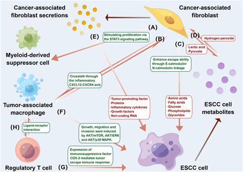 Tumor Microenvironment Tme And Radioresistance A Caf Induces Download Scientific Diagram