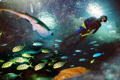 欢乐五月海洋行 上海海洋水族馆特别主题活动 新浪上海
