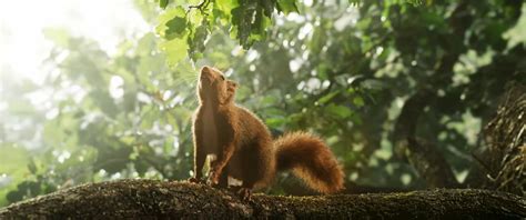 Il 25 Gennaio Esce Al Cinema La Quercia E I Suoi Abitanti E Cology It