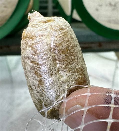 Sex Bugs And Rock N Roll Usmantis