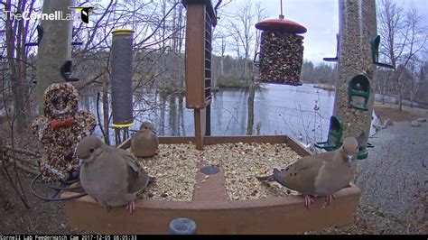 Mourning Doves Pose For Cam On The Cornell Feeders Dec 5 2017 Youtube