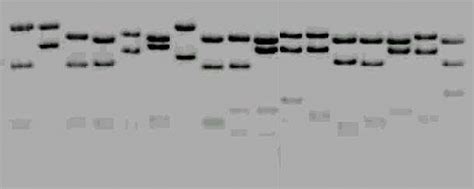 Seventeen Rflp Profiles Obtained With Rsai Restriction Enzyme For