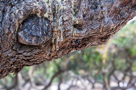 premium photo mastic gum resin flows from the mastic tree chios