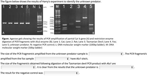 Solved Figure. Agarose gels showing the results of PCR | Chegg.com