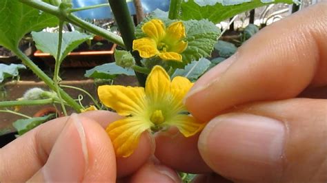 Cantaloupe Flowers