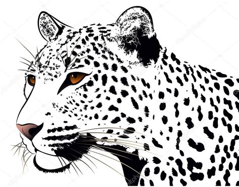 Leopard Stock Vector By ©flanker D 7581329
