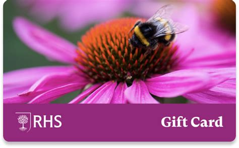 Echinacea With Bee Rhs