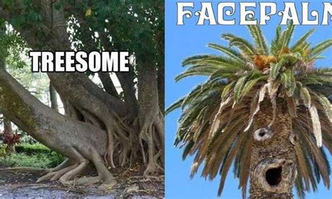 Funny Tree Puns And Memes Ranked