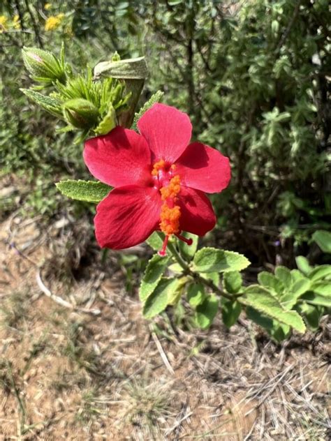 الخطمي طبيعة السعودية