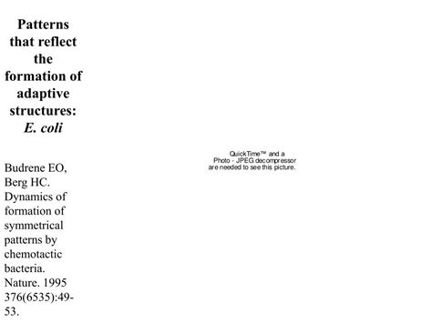 Ppt Understanding Adaptive Colony Patterns In E Coli And B Subtilis Powerpoint Presentation