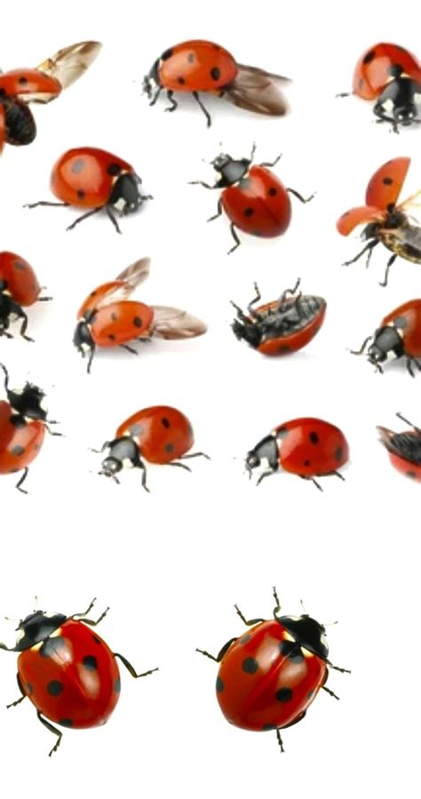 Пин от пользователя Art By Lata на доске Roswell в 2025 г | Искусство ...