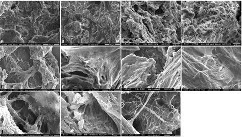 Gender Specific Reproductive Tissue In Ratites And Tyrannosaurus Rex