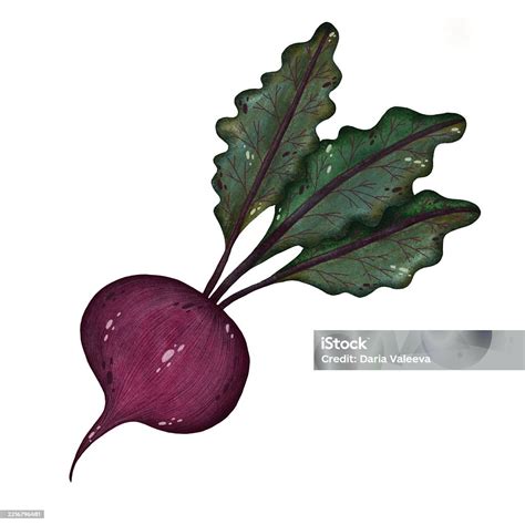 흰색 배경에 고립 된 줄기와 잎 그림이 있는 수채화 빨간 비트 손으로 그린 신선한 전체 비트 뿌리 수확 수채화 그림 채식 유기농 음식 예술 그린 원시 및 비건 요리 재료