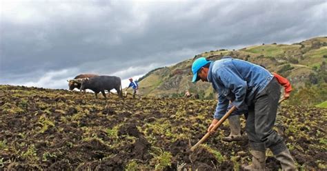 Primer Lote De Fertilizantes De Urea Llegará Al Perú En Julio Infobae