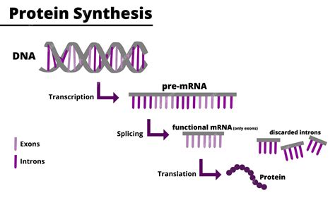 Proceso De Síntesis De Proteínas Producción De Proteínas A Partir Del