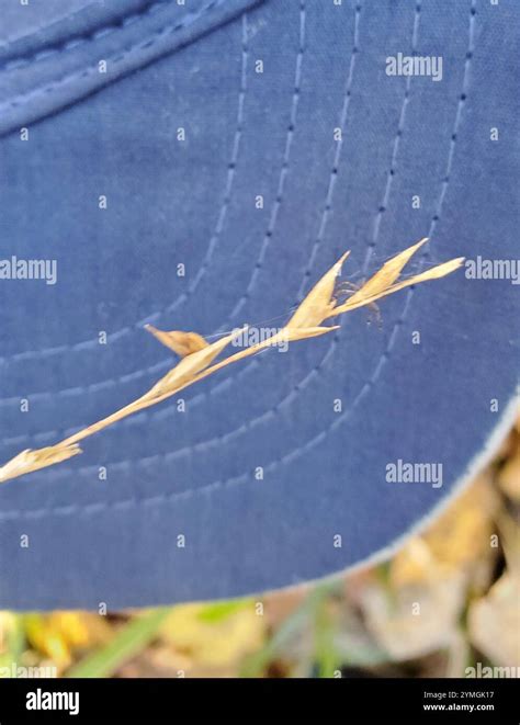 American Beak Grass Diarrhena Americana Stock Photo Alamy