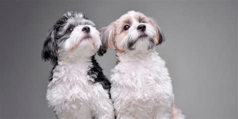 Do Havanese Need Another Dog Gateway Havanese