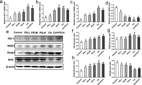 Mrna And Protein Levels Of Representatives Of The Nrf2 Keap1