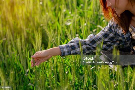 아시아 여성 농부는 보리의 품질을 확인하기 위해 현대 기술을 사용하여 Ipad와 펜을 들고 여성 농장 주인은 작물 수확을 준비합니다 농산물 산업 및 기술 개념 걷기에 대한