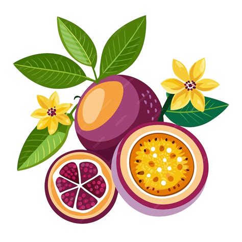 Passion Fruit Vector Illustration Isolated On White Background