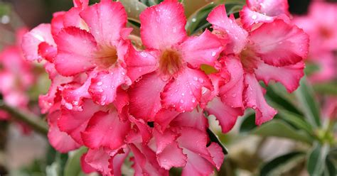 Desert Rose Growing Care The Garden Magazine