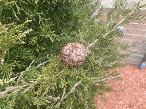 What The Heck Is This R Plantidentification