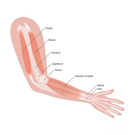 Arm Anatomi