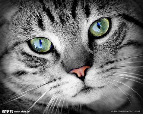 猫头摄影图家禽家畜生物世界摄影图库昵图网